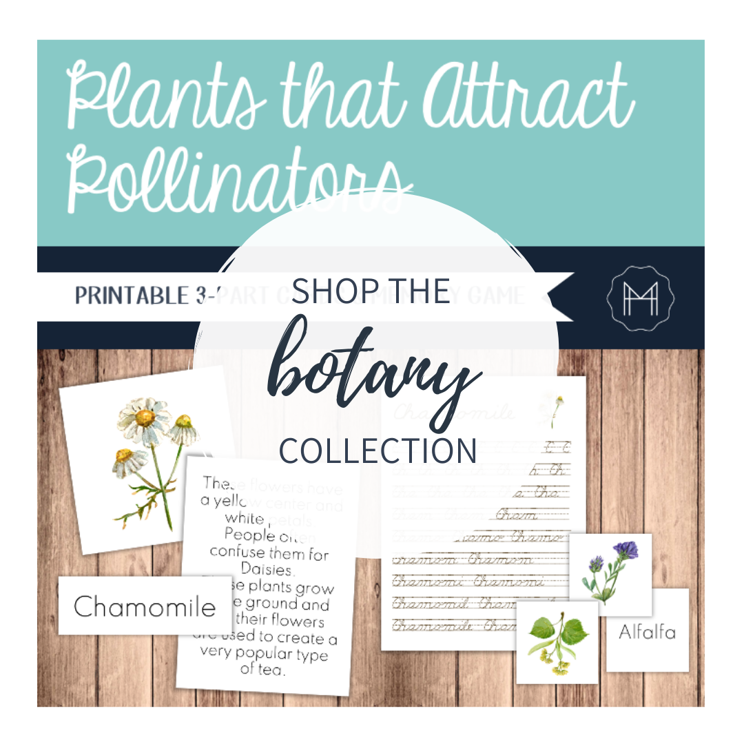 Botany – themodernmontessoriguide
