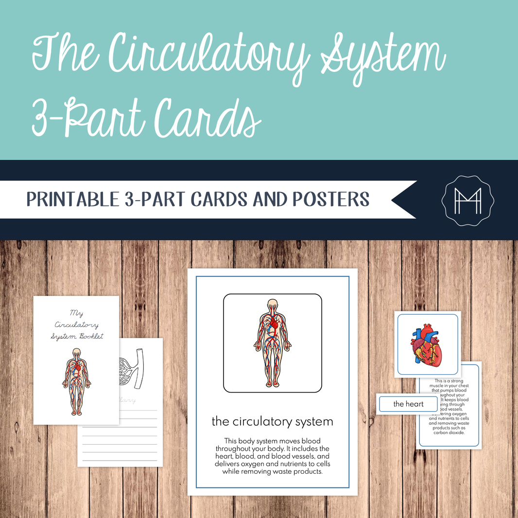 Anatomy Materials – themodernmontessoriguide