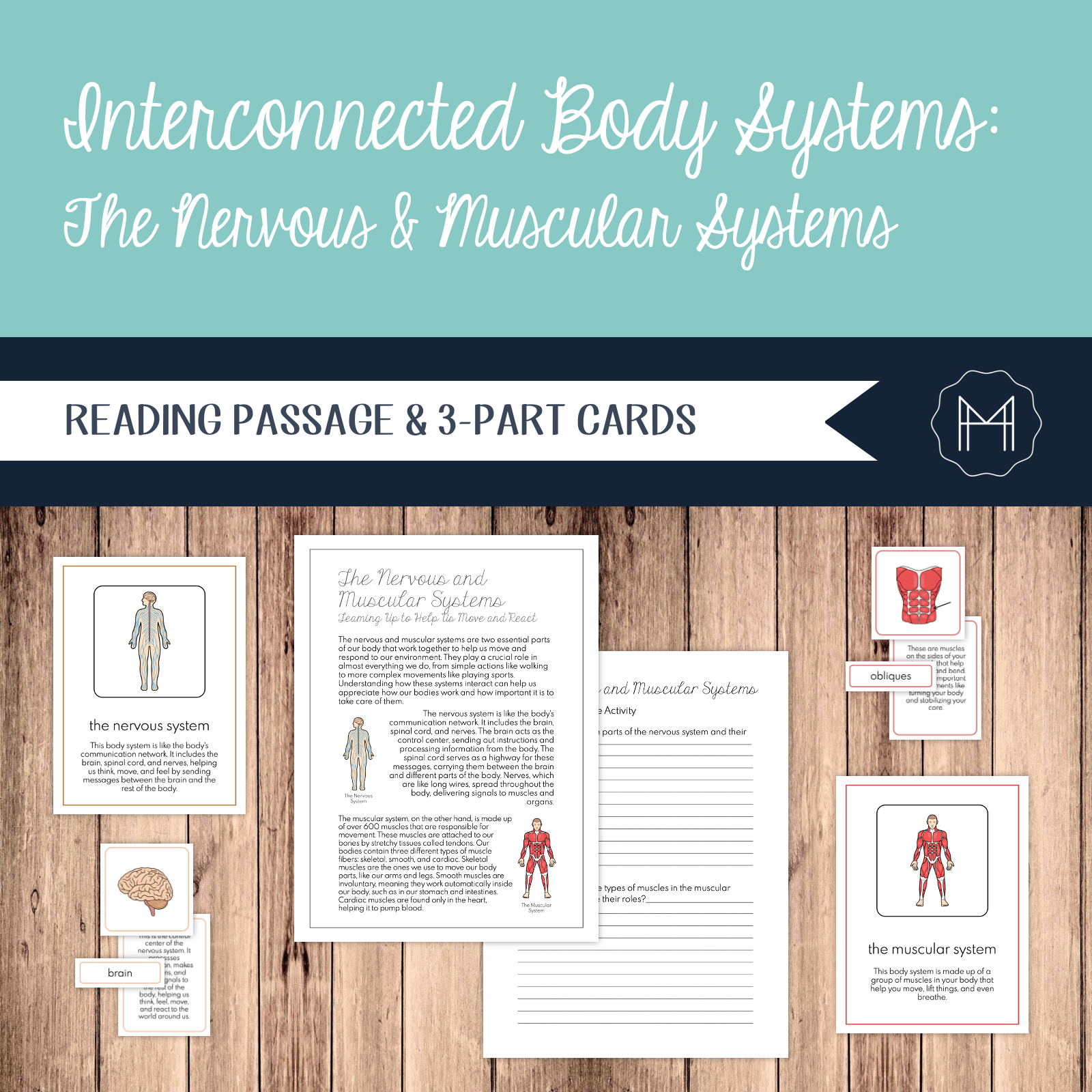 Interconnected Body Systems: Muscular and Nervous Systems ...
