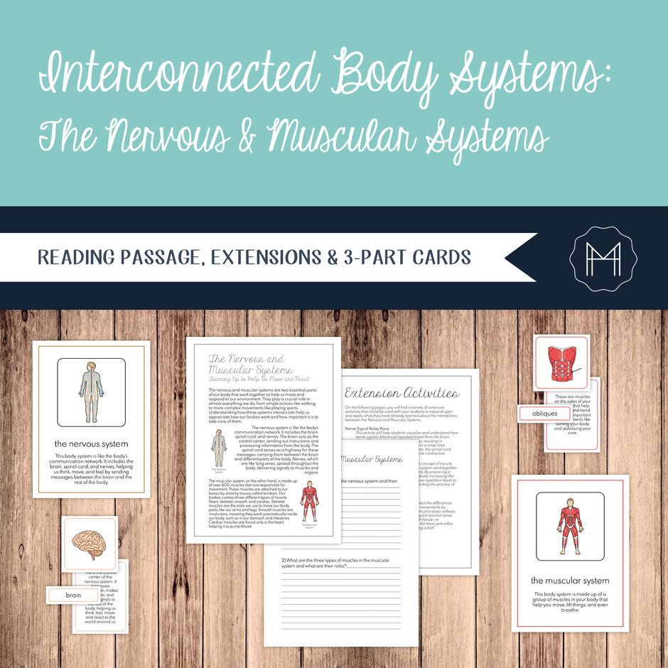 Anatomy Materials – themodernmontessoriguide