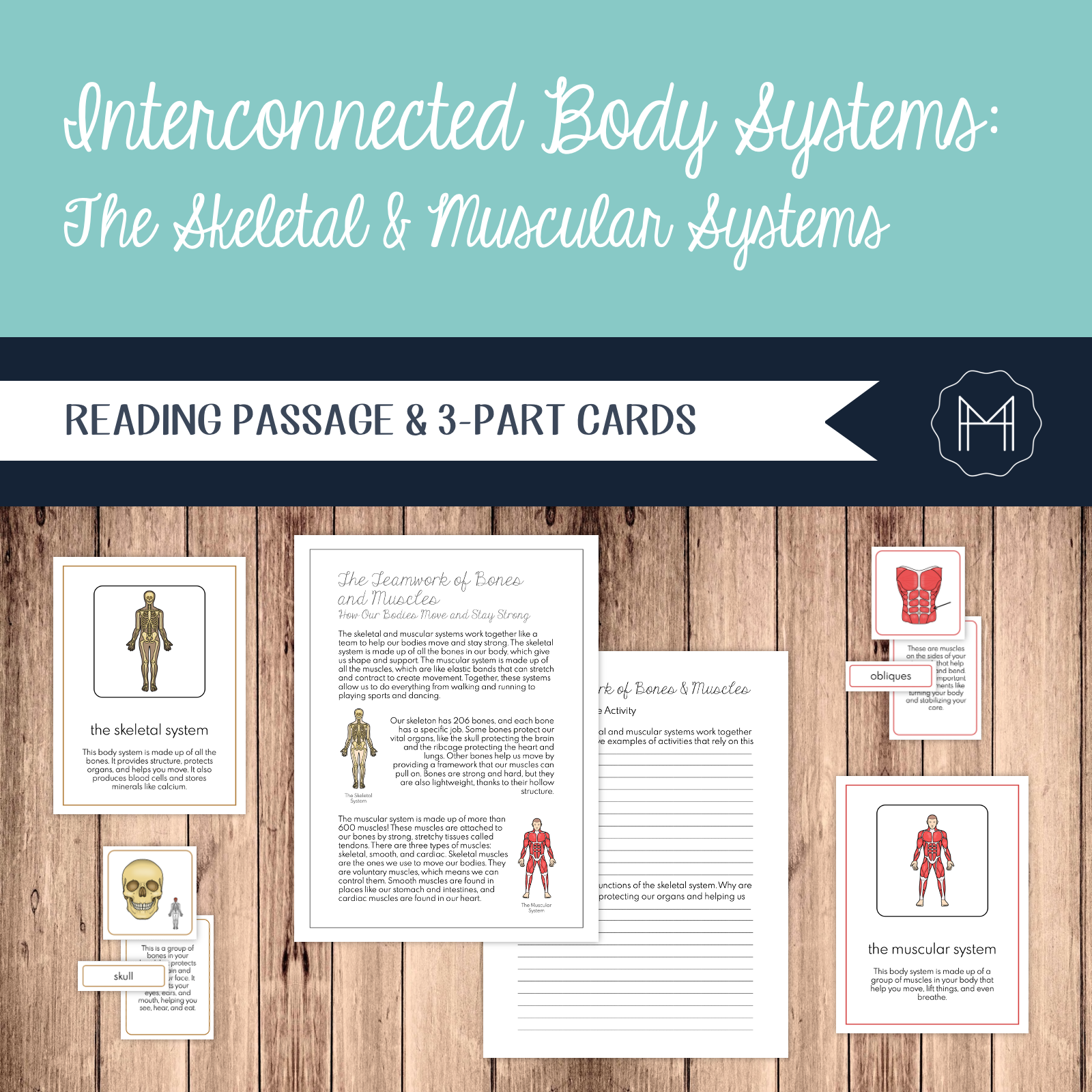 Interconnected Body Systems: Muscular and Skeletal Systems ...