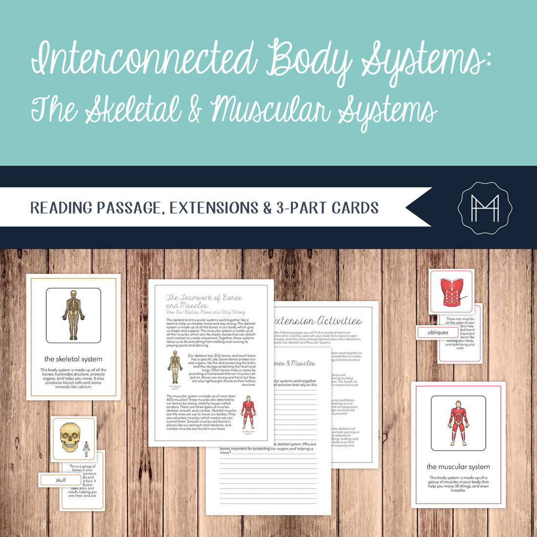 Interconnected Body Systems: Muscular and Skeletal Systems ...