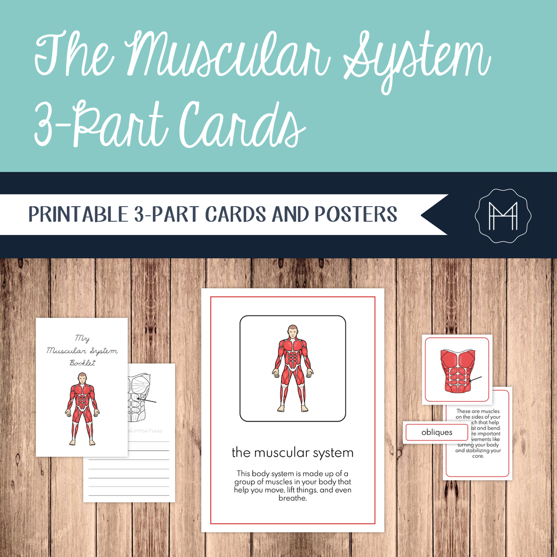The Muscular System: 3-Part Cards, Posters, and Booklets ...