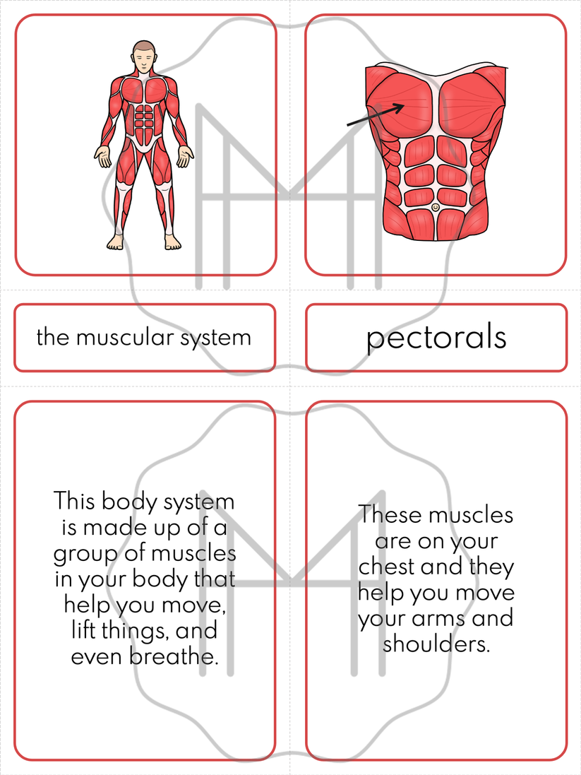 The Muscular System: 3-Part Cards, Posters, and Booklets ...