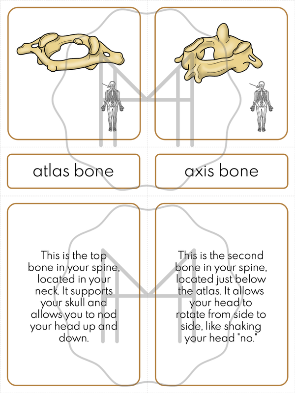 The Skeletal System: 3-Part Cards, Posters, and Booklets ...