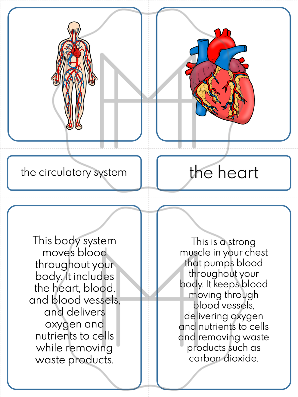 The Circulatory System Unit – themodernmontessoriguide