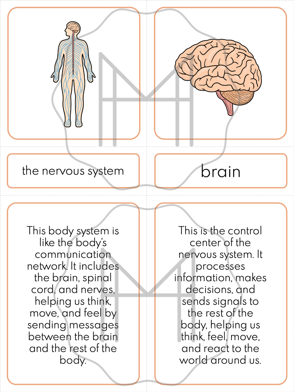 The Nervous System: 3-Part Cards, Posters, and Booklets ...