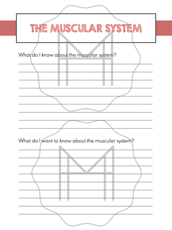The Muscular System Unit – themodernmontessoriguide