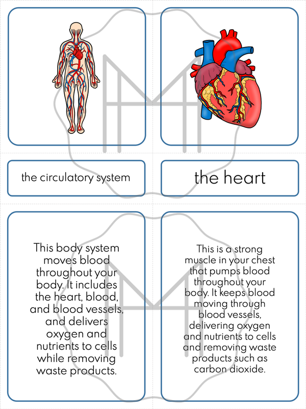Body Systems Bundle – themodernmontessoriguide