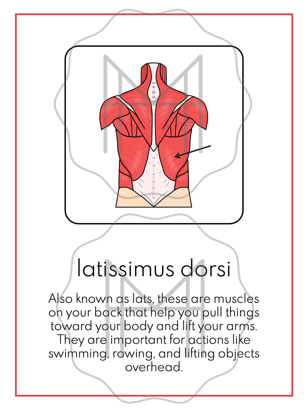 The Muscular System: 3-Part Cards, Posters, and Booklets ...