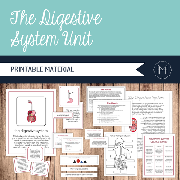 The Digestive System Unit – themodernmontessoriguide