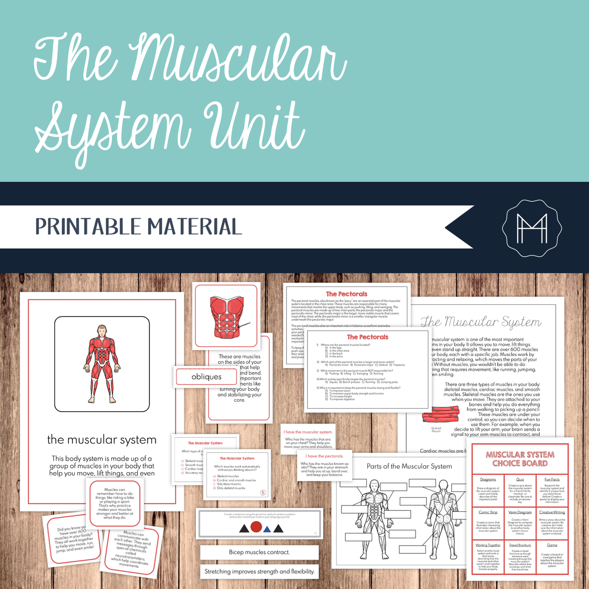 The Muscular System Unit – themodernmontessoriguide