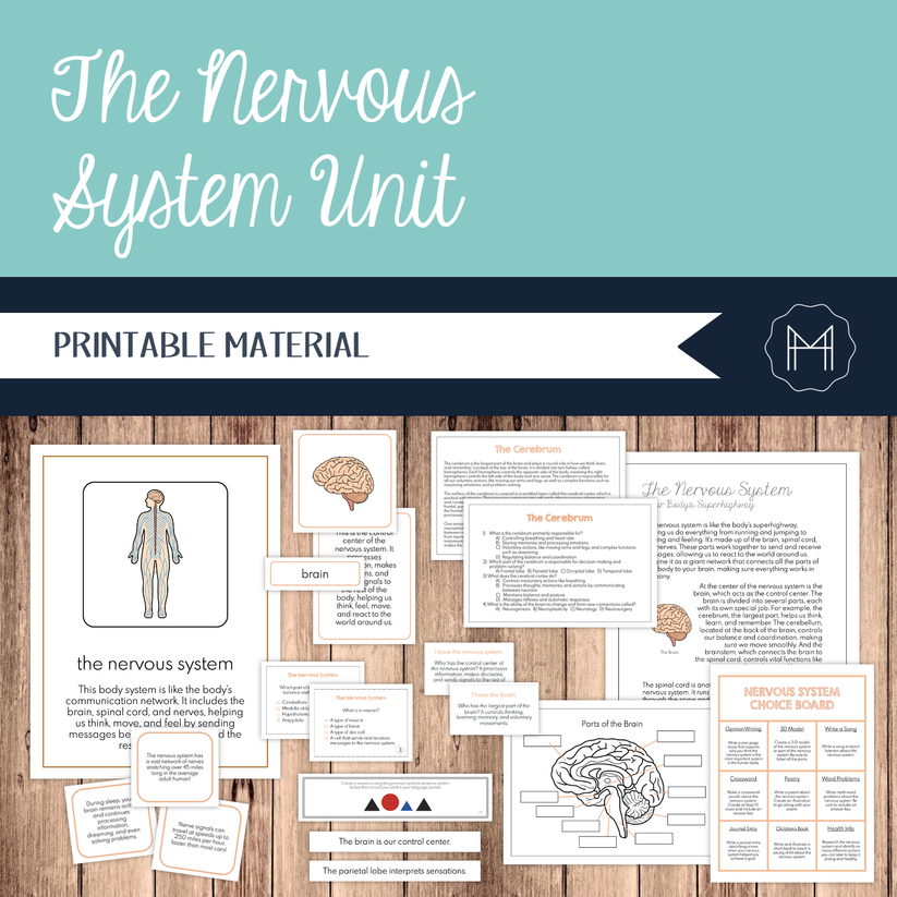 The Nervous System Unit – themodernmontessoriguide