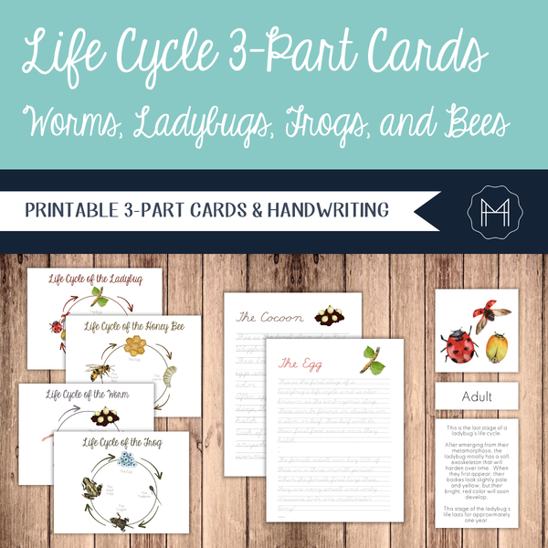 Life Cycles 3-Part Cards: Worms, Ladybugs, Frogs, and Bees ...