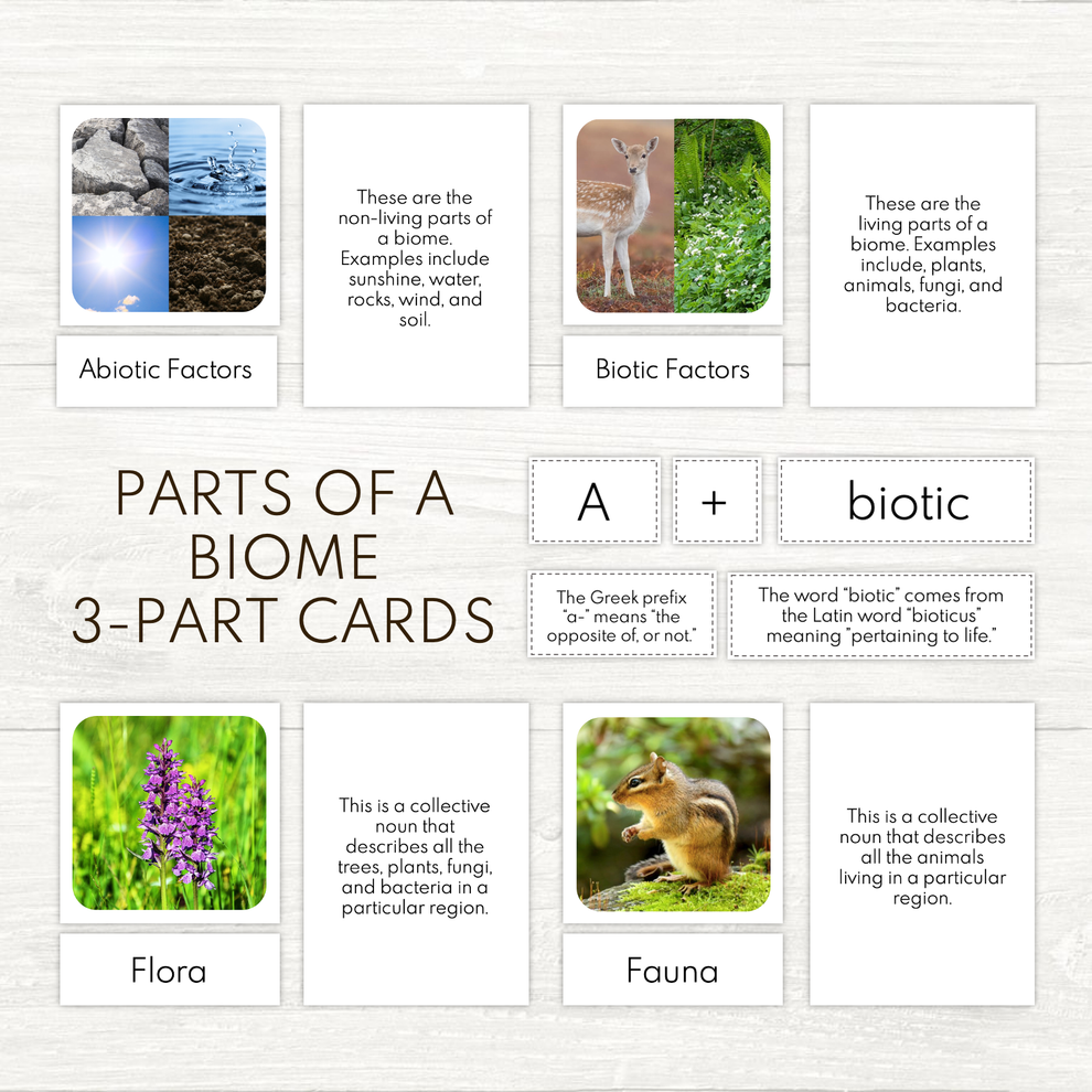 FREEBIE - Parts of the Biome 3-Part Cards and Derivations ...