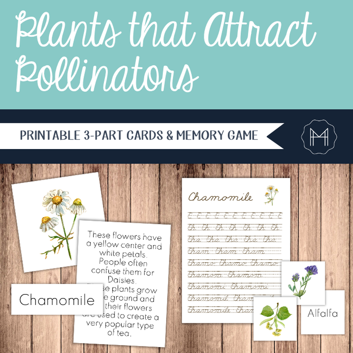Plants that Attract Pollinators - 3-Part Cards and Memory Game ...