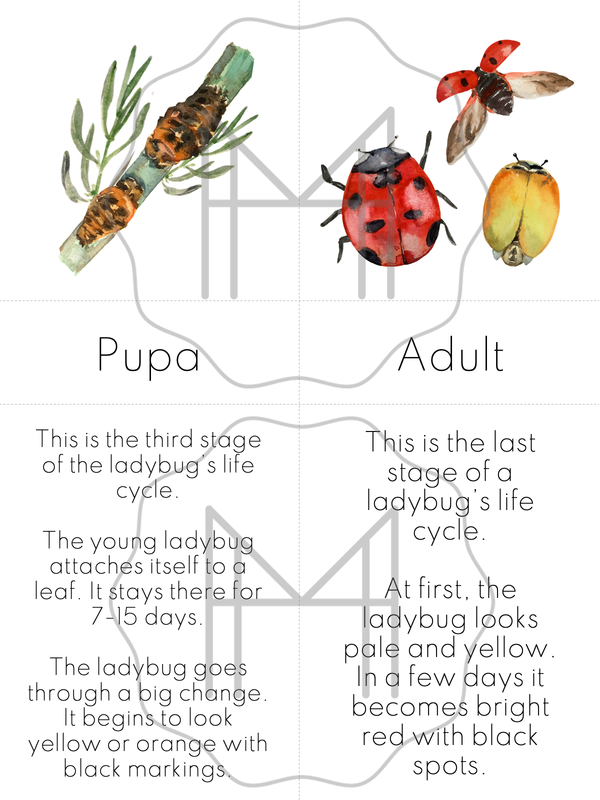 Beginner Study of the Ladybug- Parts of the Ladybug/Life Cycle of the ...