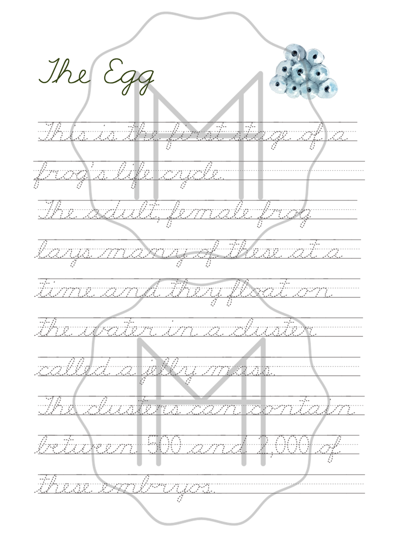 Life Cycles 3-Part Cards: Worms, Ladybugs, Frogs, and Bees ...