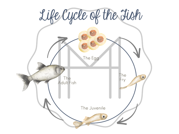 Life Cycle and Parts of the Fish - Ages 8-12 – themodernmontessoriguide