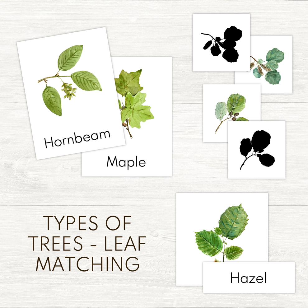 FREEBIE - Types of Trees - Leaf Identification Matching Cards ...