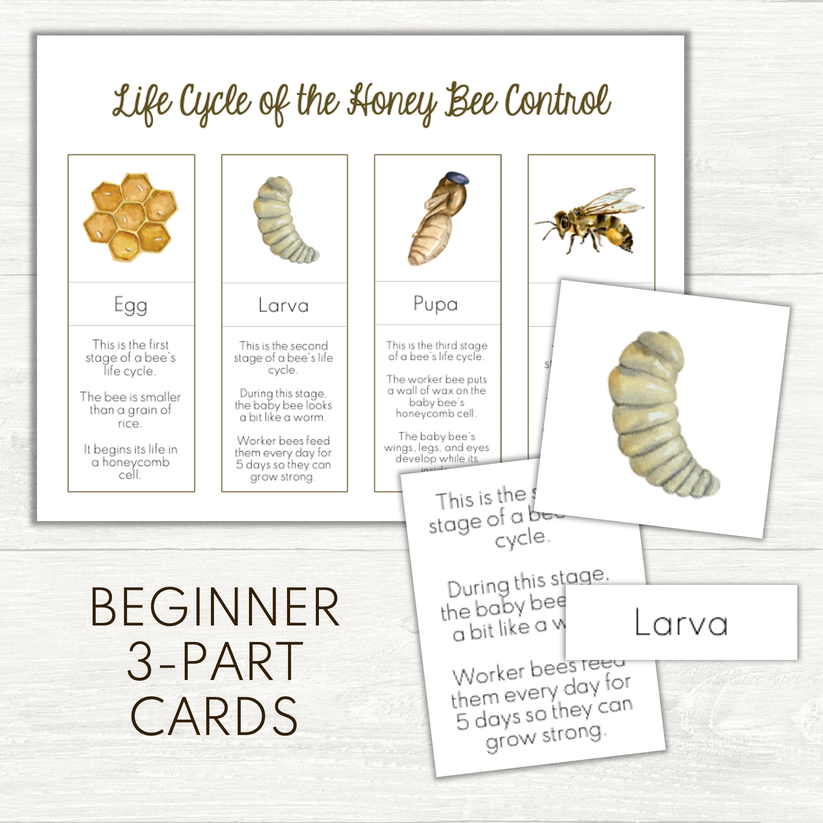 FREEBIE - Life Cycle of the Bee Beginner 3-Part Cards ...